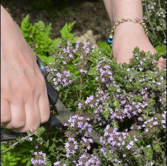 Tıbbi ve Aromatik Bitki Yetiştiriciliği Eğitimi - Formasyon Eğitim ...